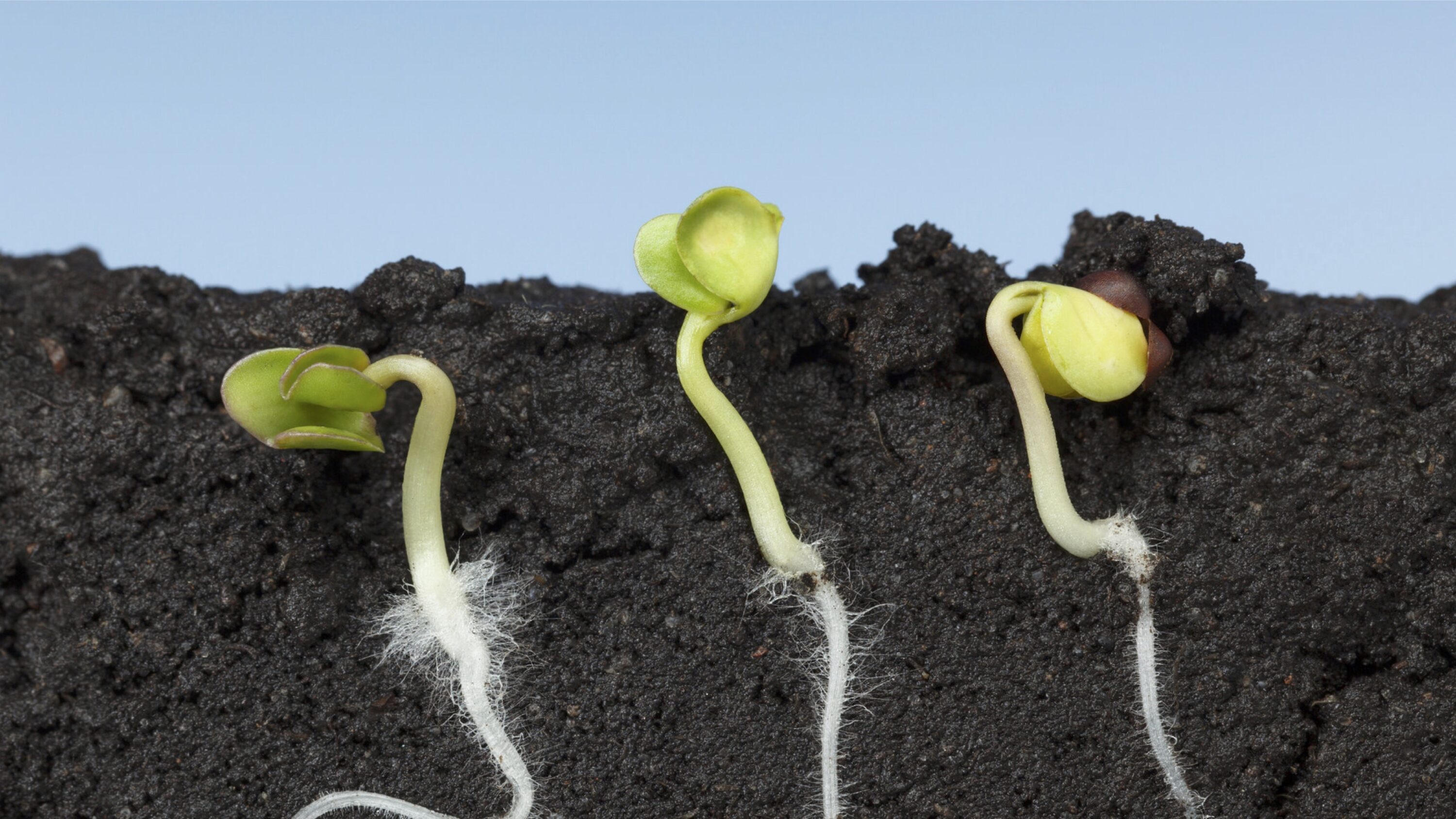 Idims: 證者龍樹的智慧第4階: 章节中的奥秘 (2022, Arizona) – 智庫網站